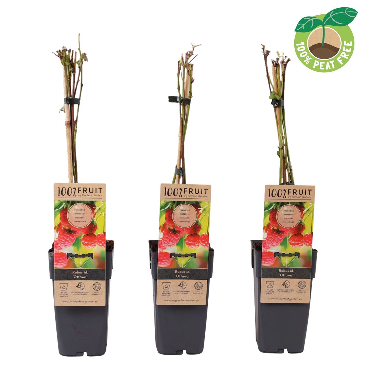 Rubus idaeus 'Ottawa' — Plant Wholesale FlorAccess