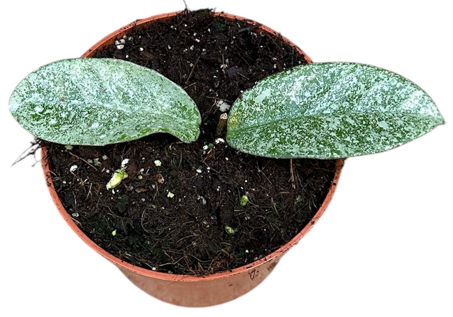 Hoya carnosa 'Grey Ghost' — Plant Wholesale FlorAccess