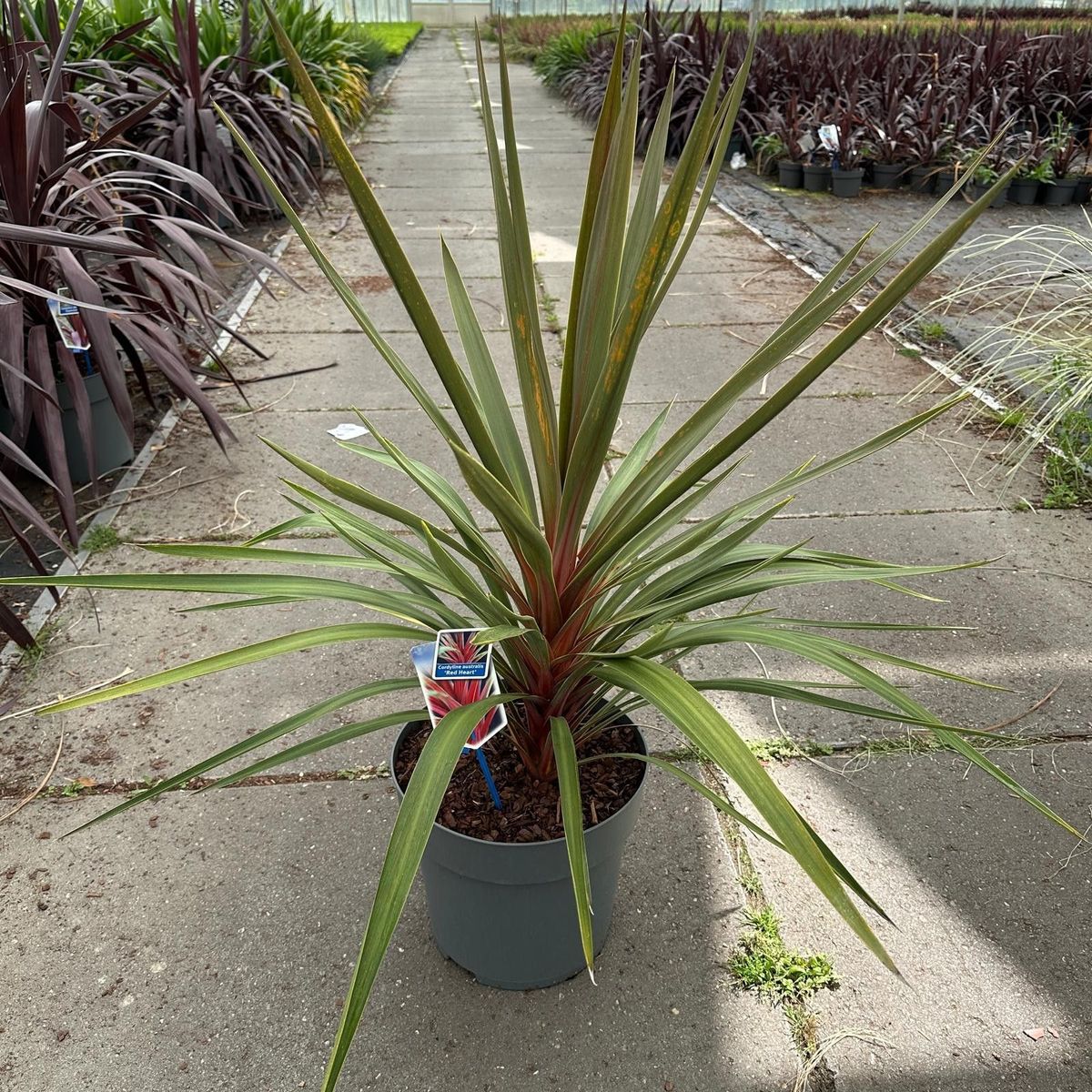 Cordyline australis 'Red Heart' — Plant Wholesale FlorAccess
