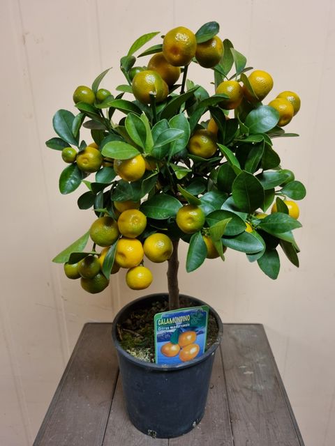 Citrus x microcarpa — Plant Wholesale FlorAccess