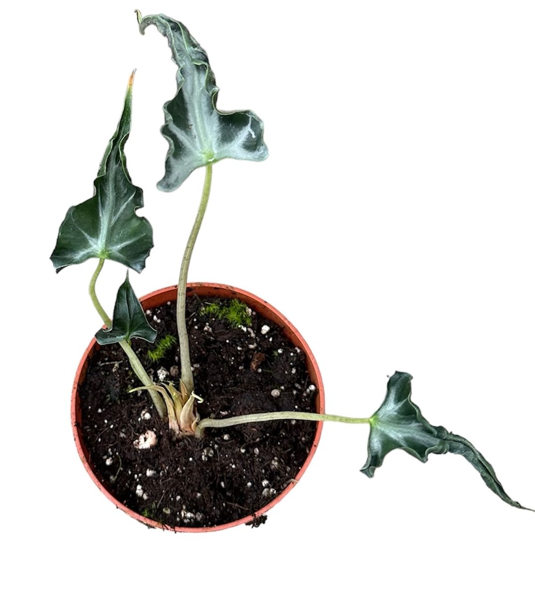 Alocasia 'Loco' — Plant Wholesale FlorAccess