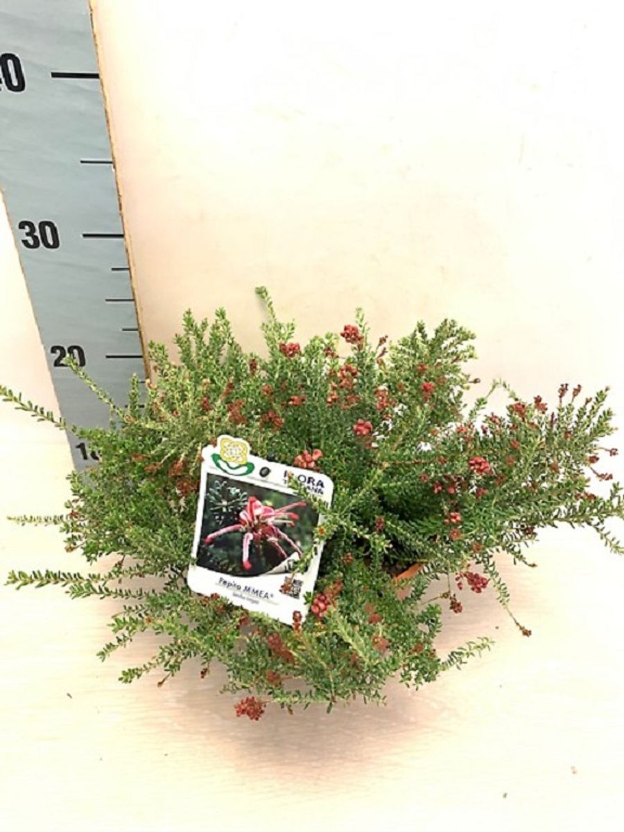 Grevillea 'Pepito' — Plant Wholesale FlorAccess