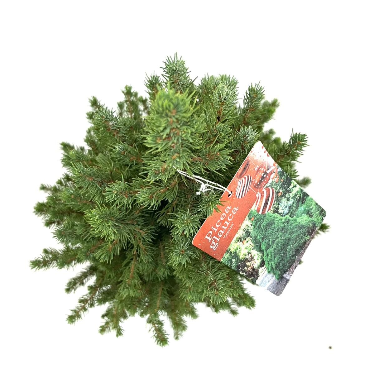 Picea glauca 'Conica' — Plant Wholesale FlorAccess