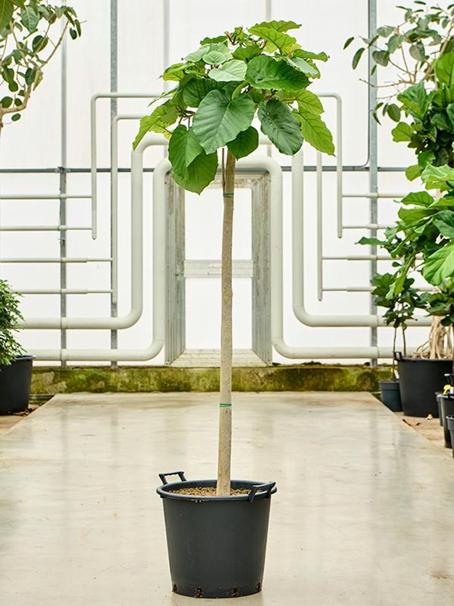 Ficus umbellata — Plant Wholesale FlorAccess