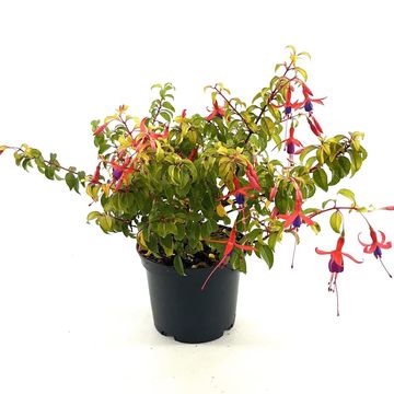 Fuchsia 'Genii' — Plant Wholesale FlorAccess
