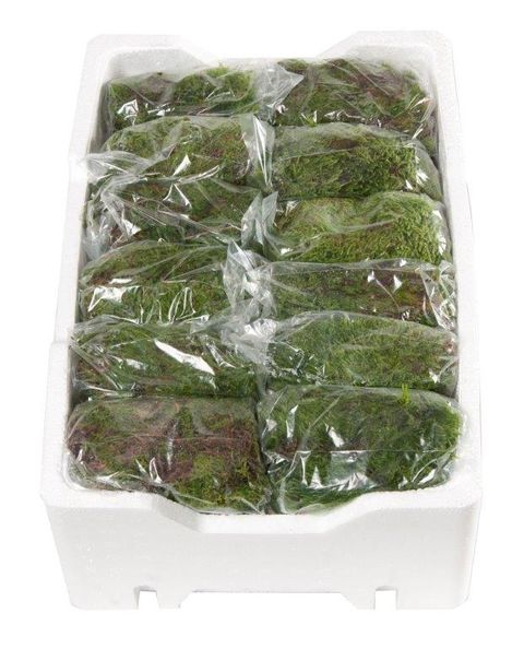 Substrates SHEET MOSS — Plant Wholesale FlorAccess