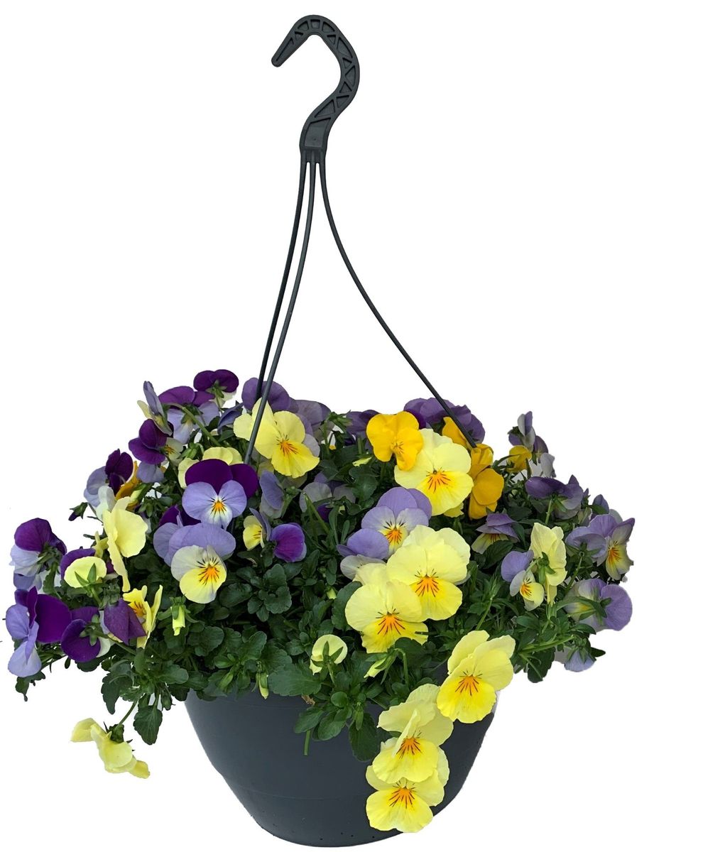 Arrangement Viola — Plant Wholesale FlorAccess