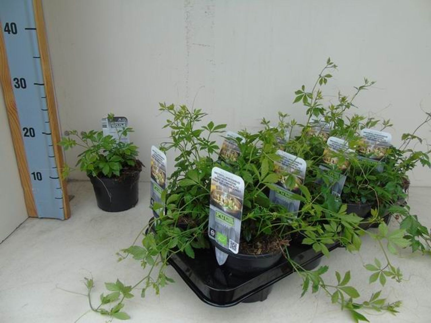 Gynostemma pentaphyllum — Plant Wholesale FlorAccess