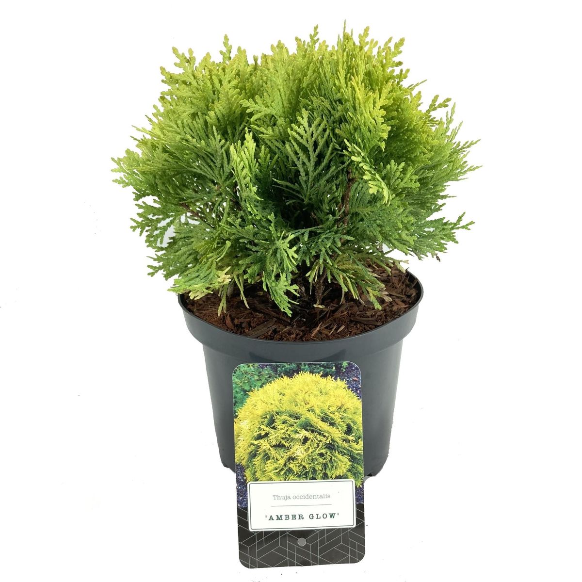 Thuja occidentalis 'Amber Glow' — Plant Wholesale FlorAccess