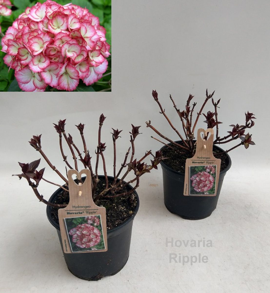 Hydrangea macrophylla HOVARIA RIPPLE — Plant Wholesale FlorAccess