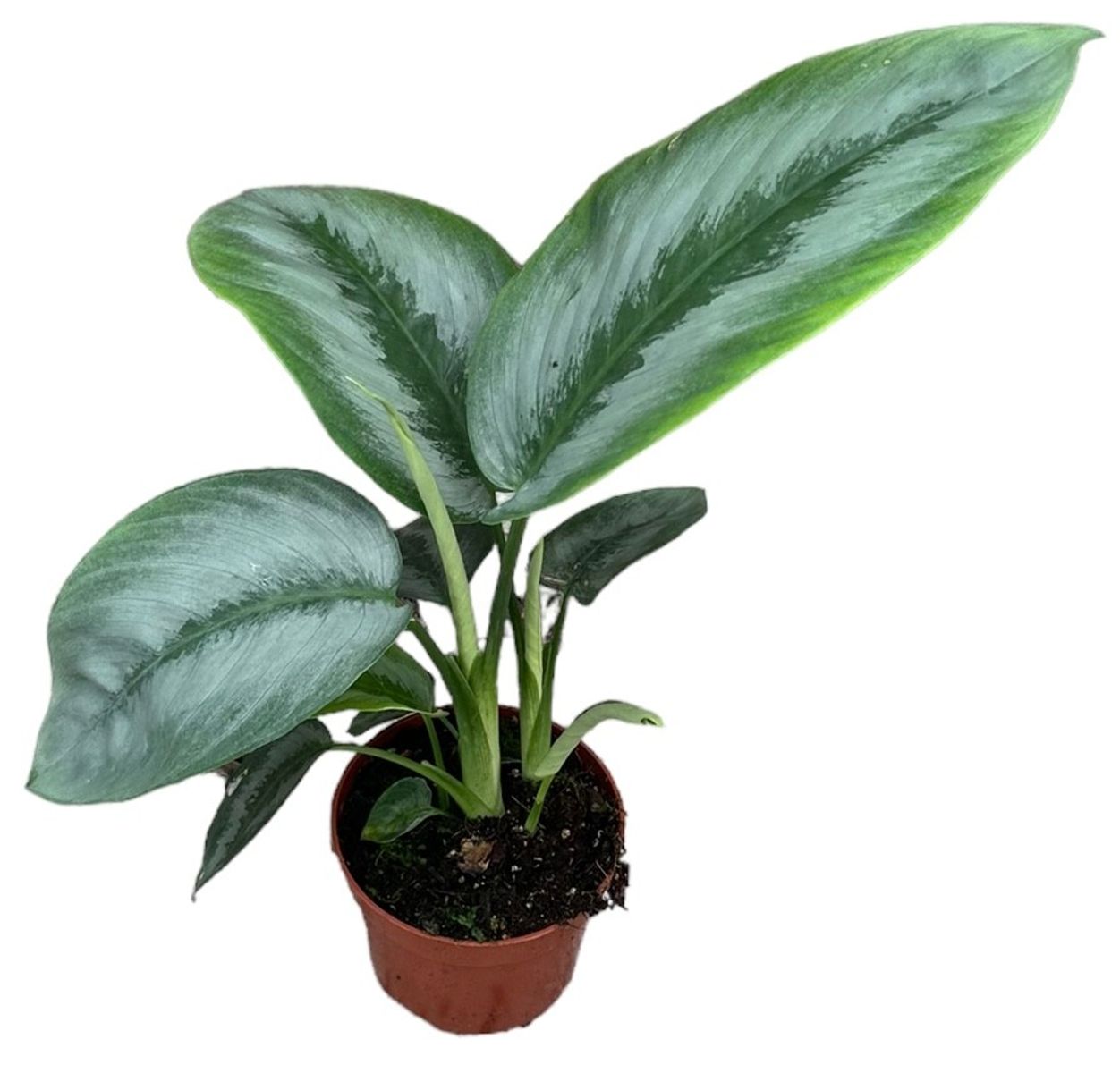 Schismatoglottis 'Silver Borneo' — Plant Wholesale FlorAccess