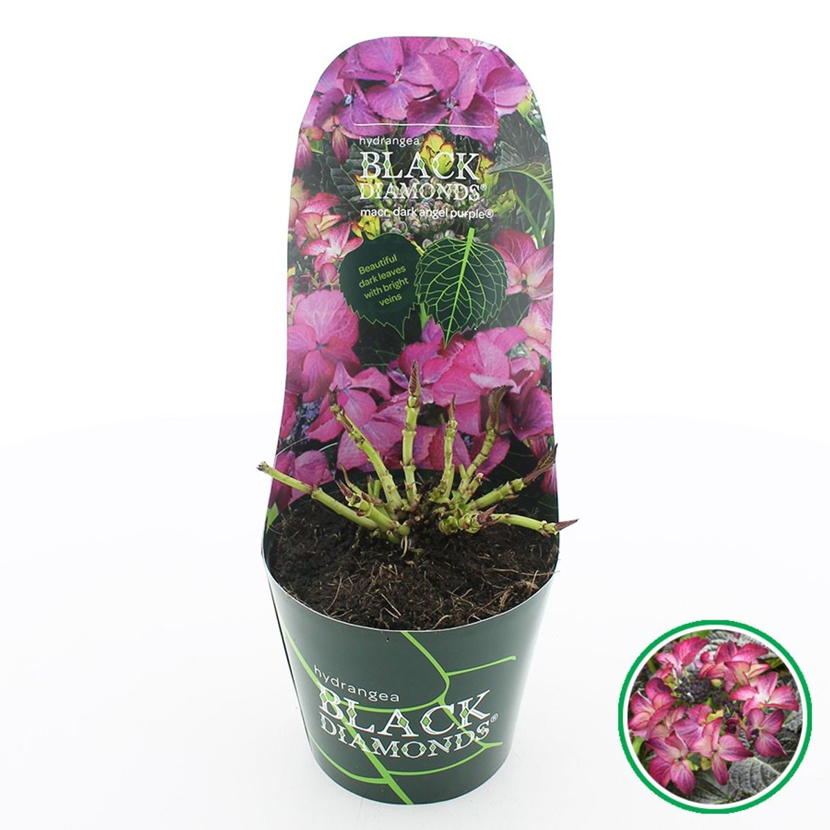 Hydrangea macrophylla BLACK DIAMONDS DARK ANGEL PURPLE — Mayorista de ...