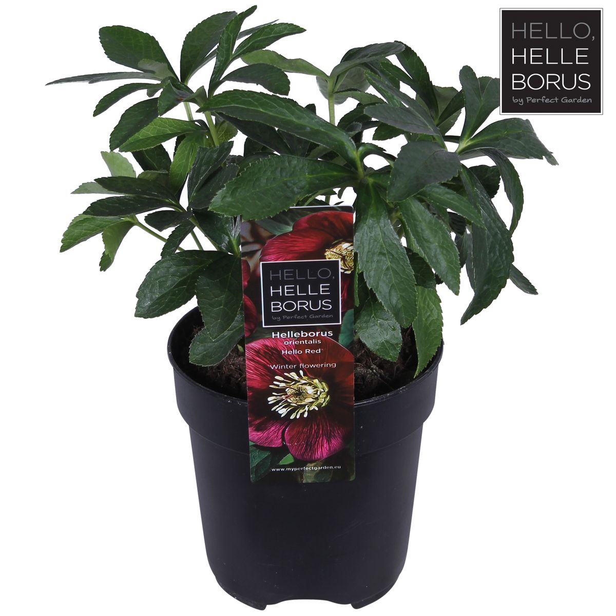 Helleborus orientalis 'Hello Red' — Plant Wholesale FlorAccess