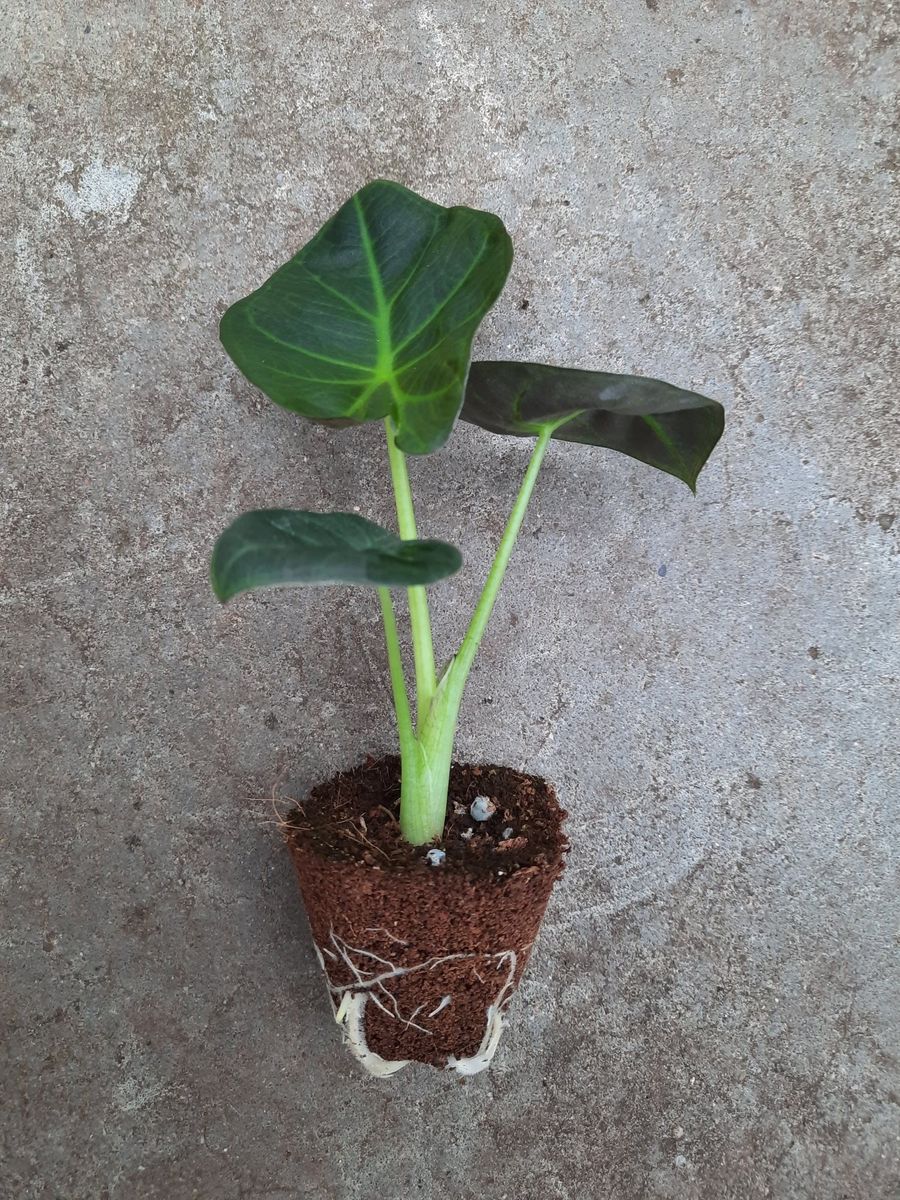 Alocasia odora — Plant Wholesale FlorAccess