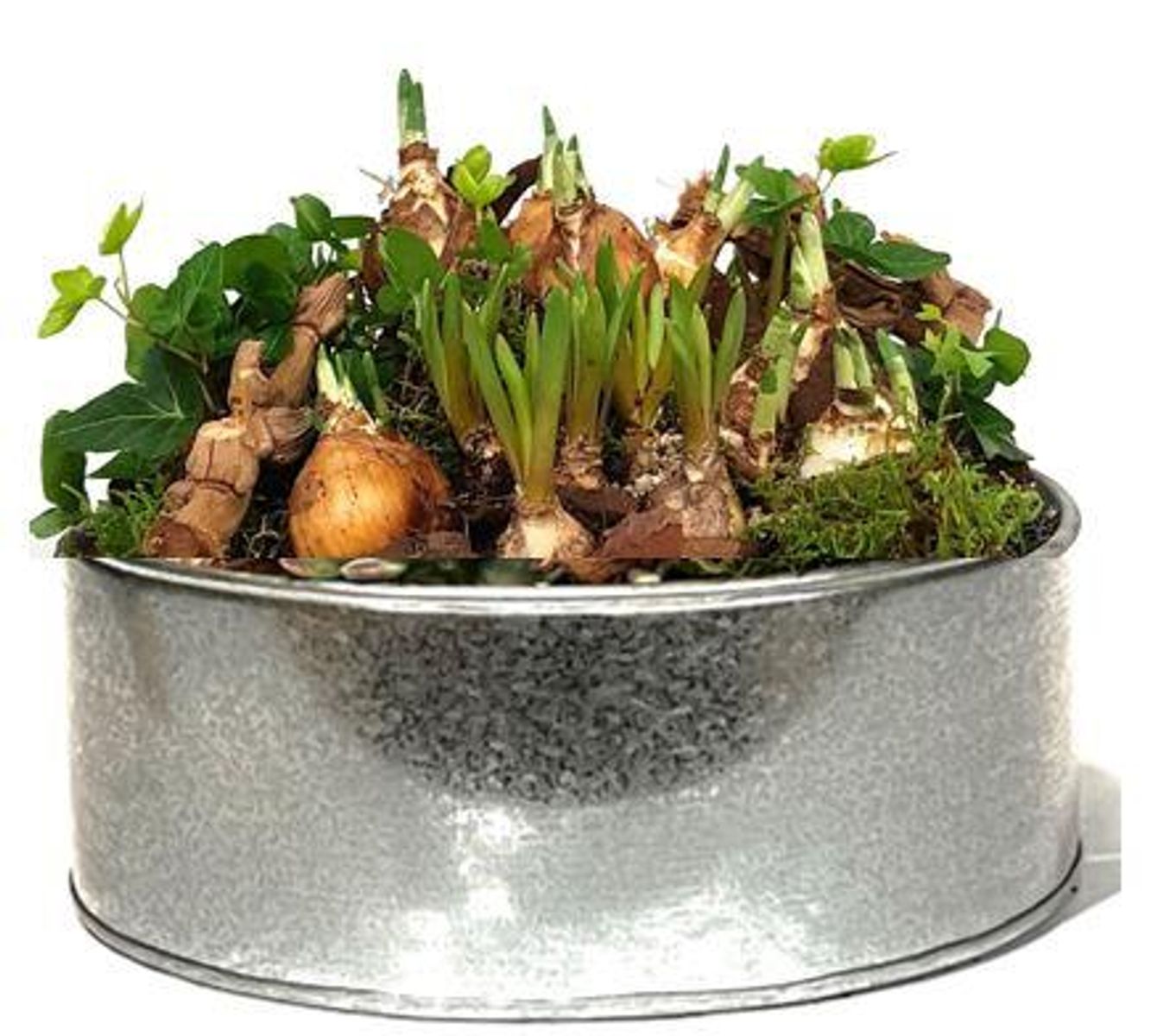 Arrangement Spring — Plant Wholesale FlorAccess