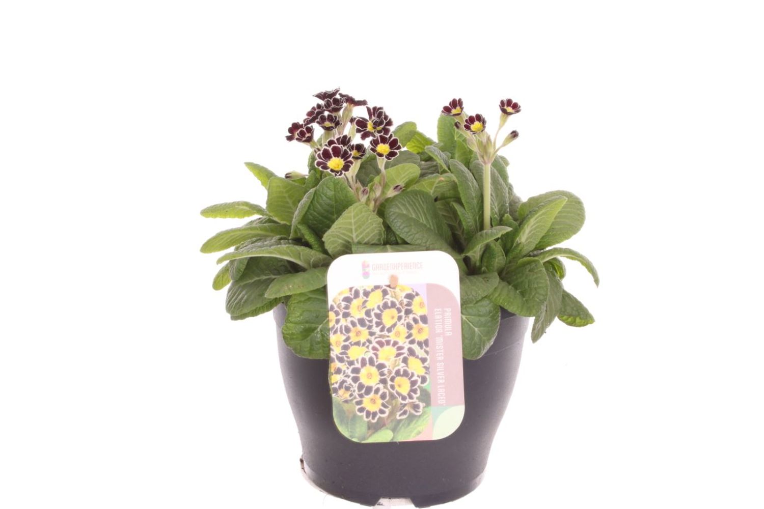 Primula 'Mister Silver Laced' — Plant Wholesale FlorAccess