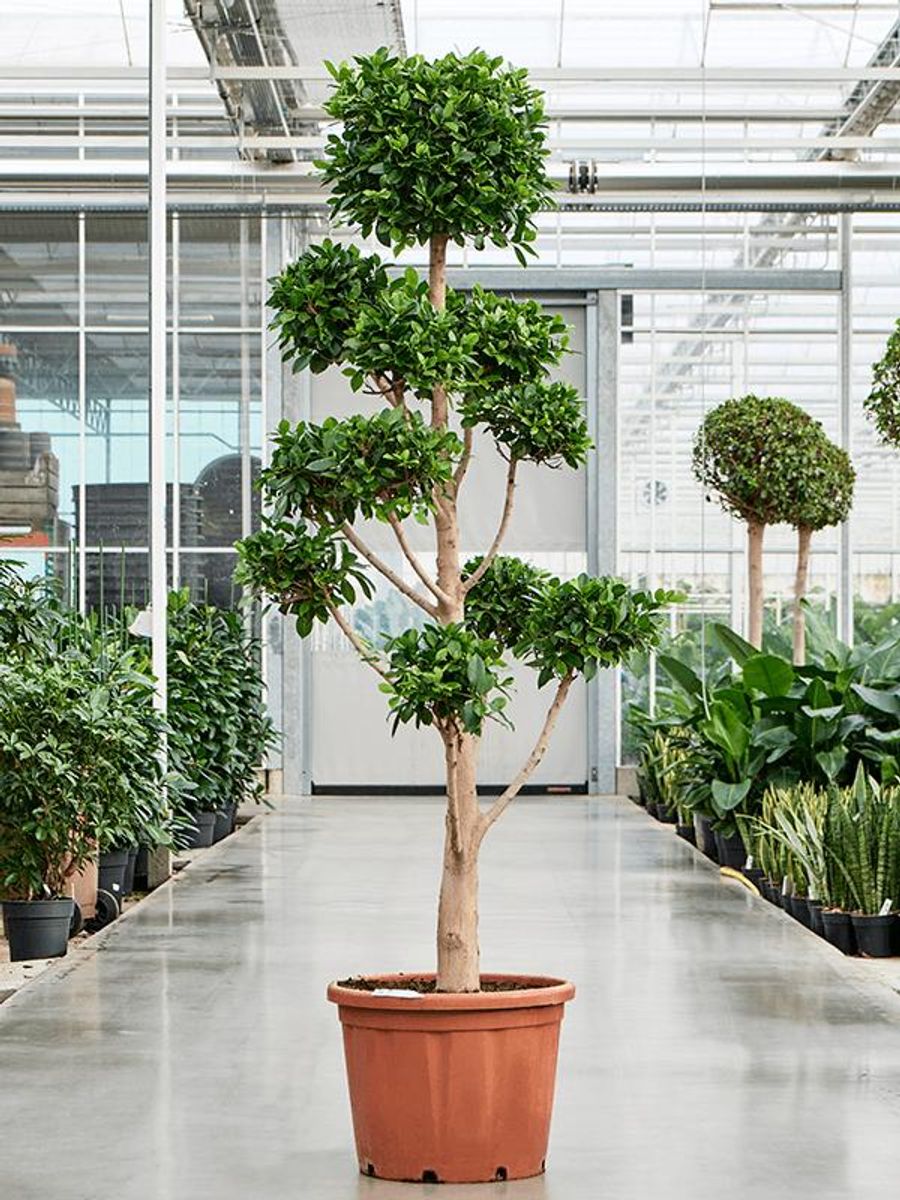 Ficus microcarpa 'Nitida' — Plant Wholesale FlorAccess