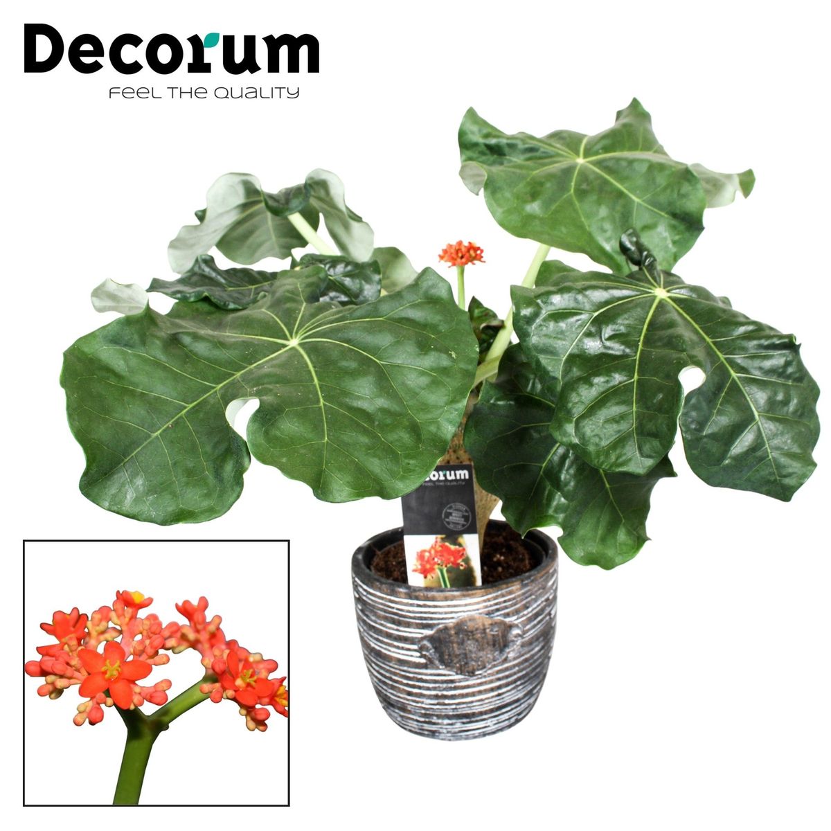 Jatropha podagrica — Plant Wholesale FlorAccess
