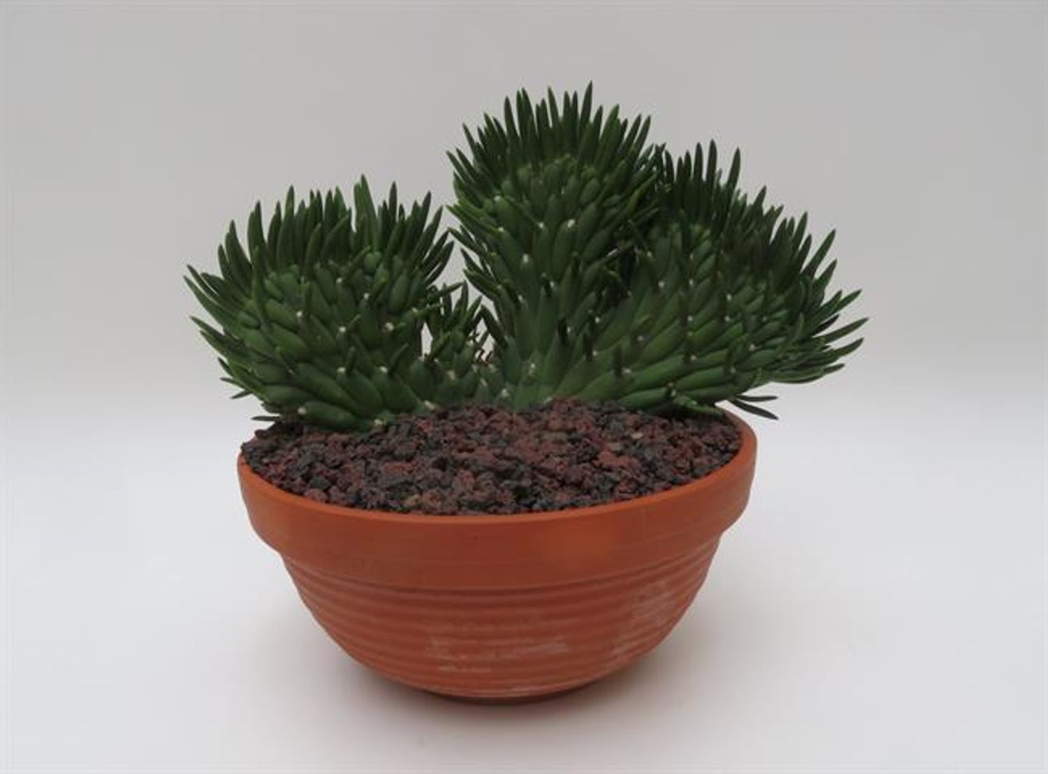 Austrocylindropuntia subulata cristata — Plant Wholesale FlorAccess