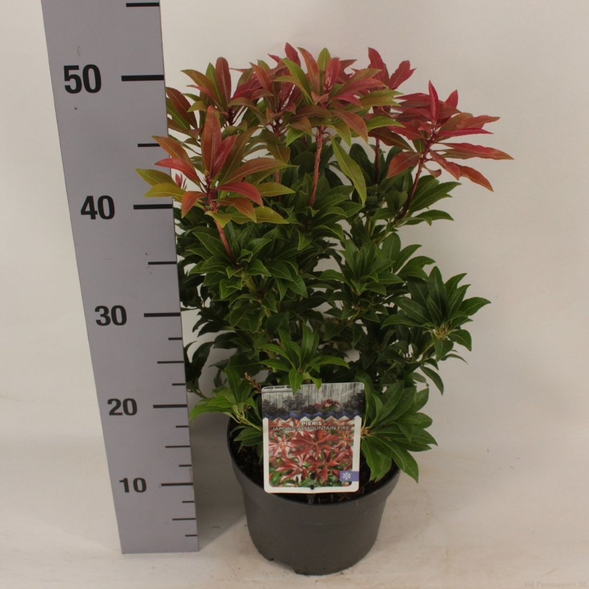 Pieris japonica 'Mountain Fire' — Plant Wholesale FlorAccess