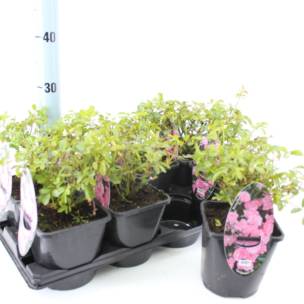 Rosa 'The Fairy' — Plant Wholesale FlorAccess