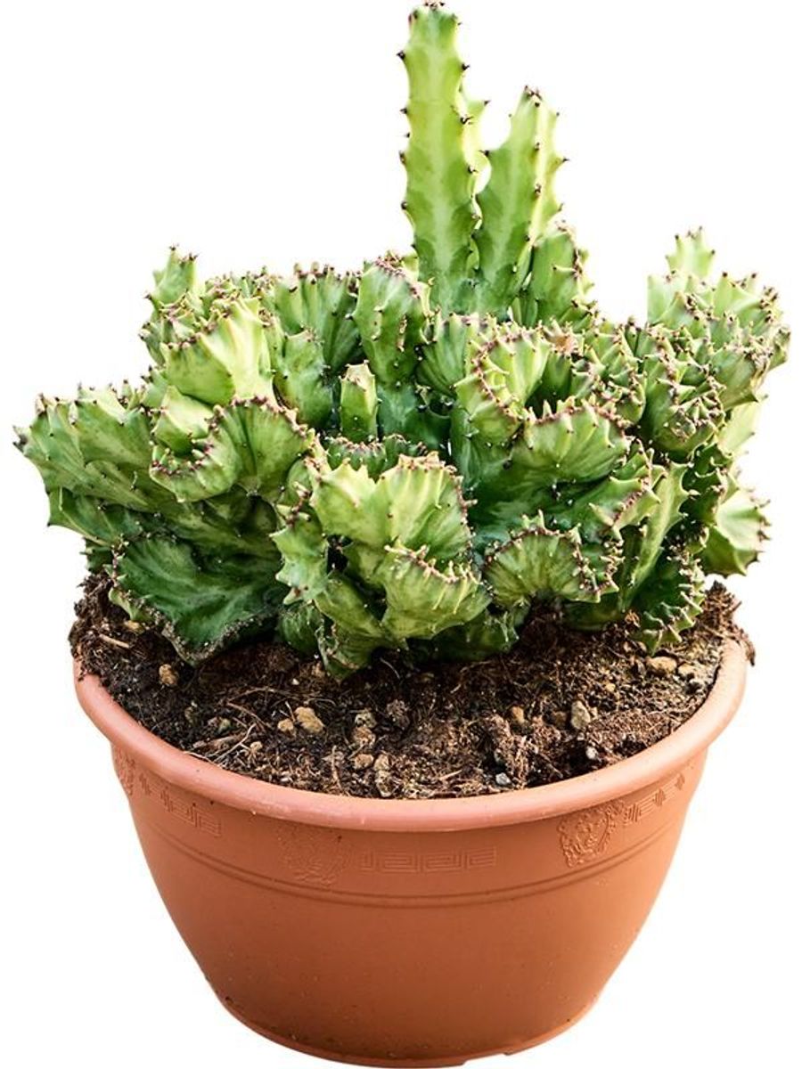 Euphorbia lactea 'Cristata' — Plant Wholesale FlorAccess