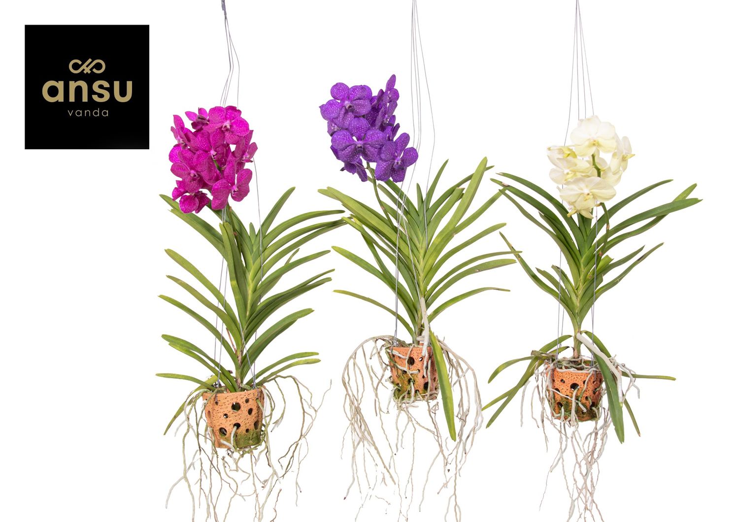 Vanda MIX — Plant Wholesale FlorAccess