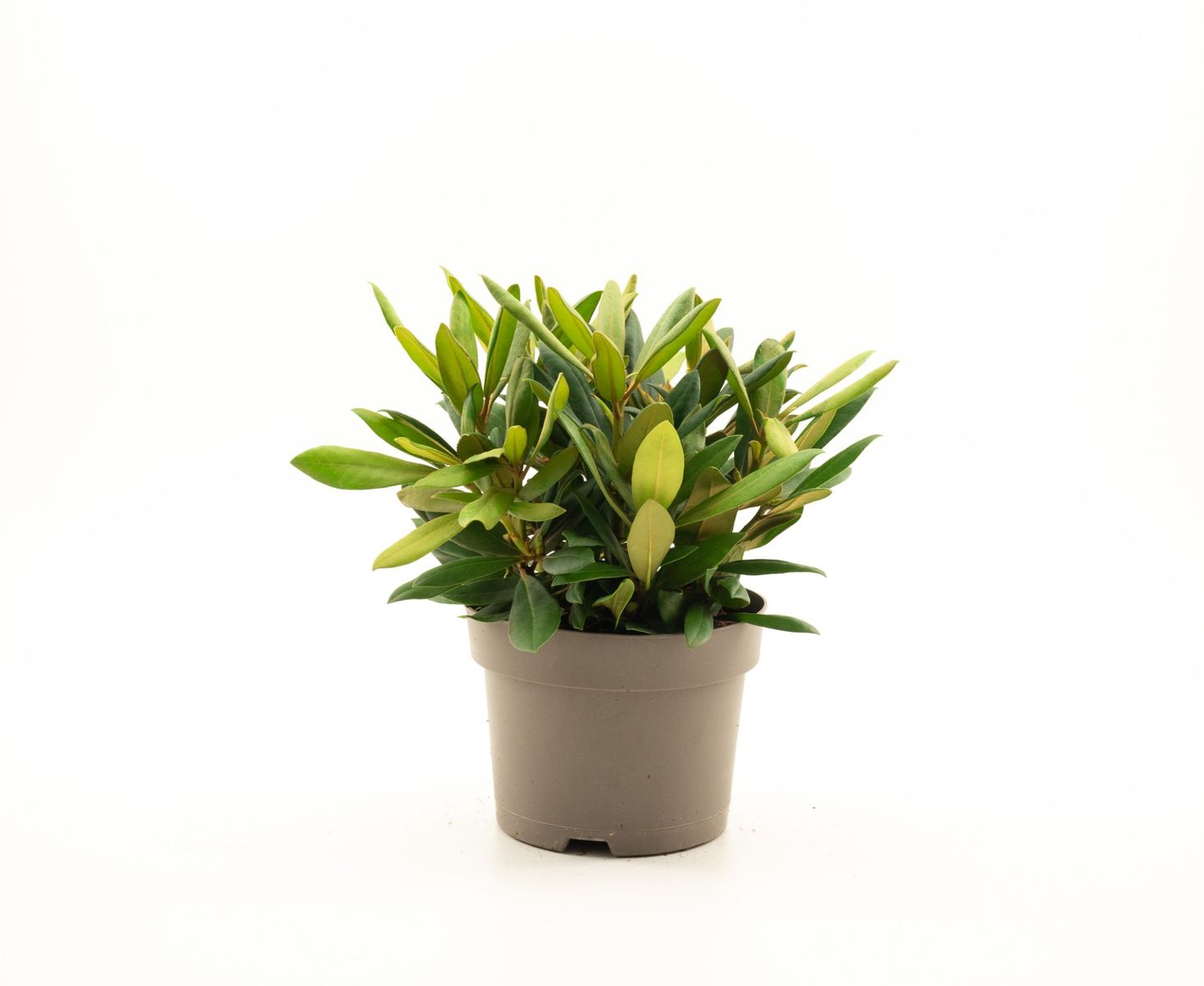 Rhododendron 'Kalinka' (Y) — Plant Wholesale FlorAccess