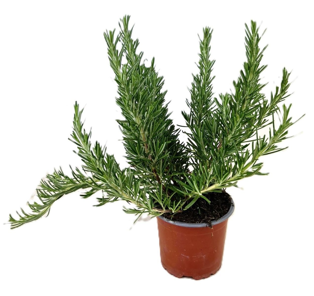 Rosmarinus officinalis 'Prostratus' — Plant Wholesale FlorAccess