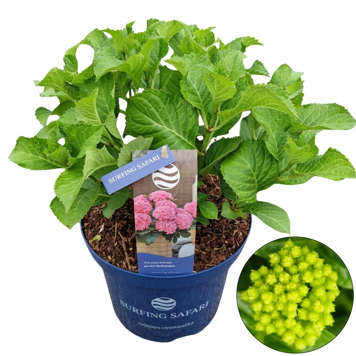 Hydrangea macrophylla SURFING SAFARI SEASIDE PINK — Plant Wholesale ...