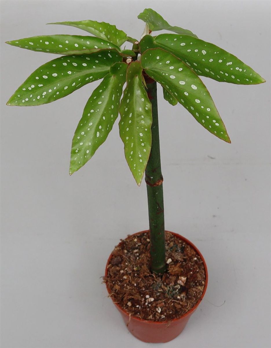 Begonia 'Tamaya' — Plant Wholesale FlorAccess