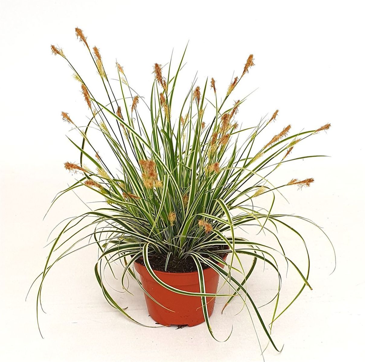 Carex oshimensis EVERCOLOR EVEREST — Plant Wholesale FlorAccess