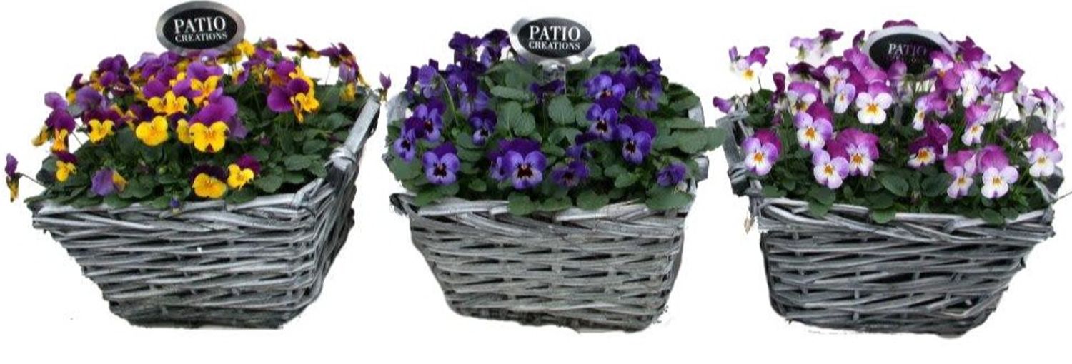 Arrangement Viola — Plant Wholesale FlorAccess
