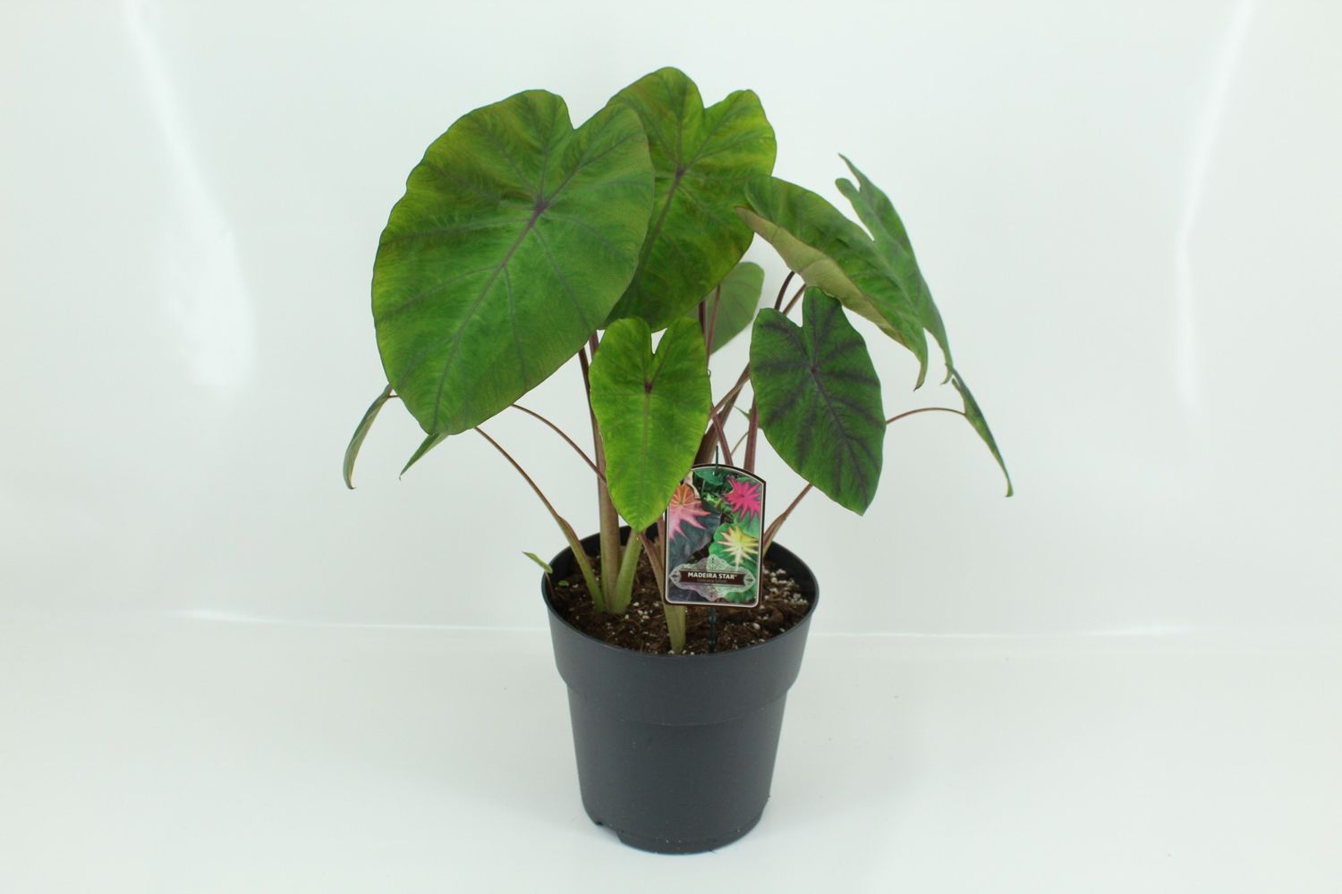 Colocasia 'Madeira Star' — Pflanzengroßhandel FlorAccess
