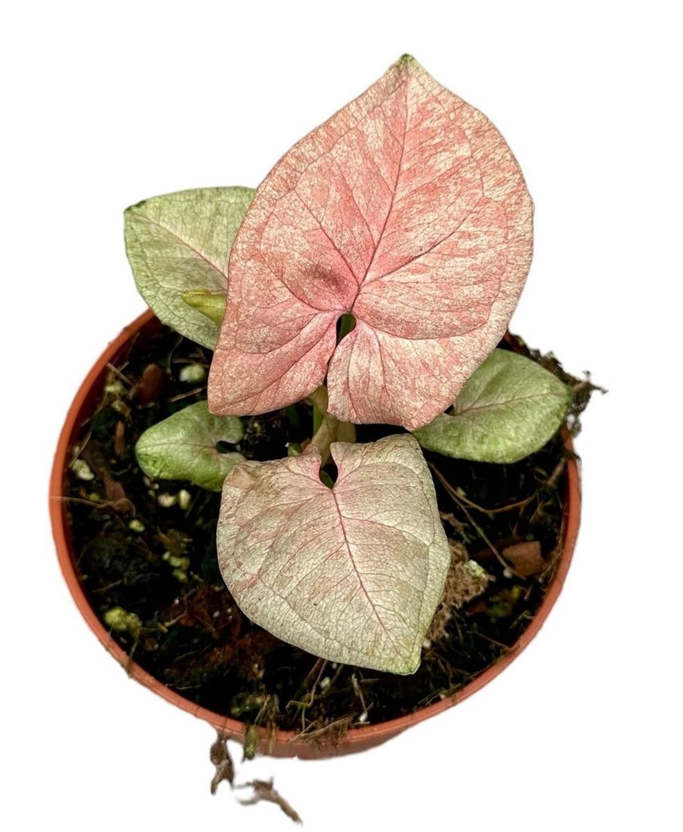 Syngonium 'Pink Marble' — Plant Wholesale FlorAccess