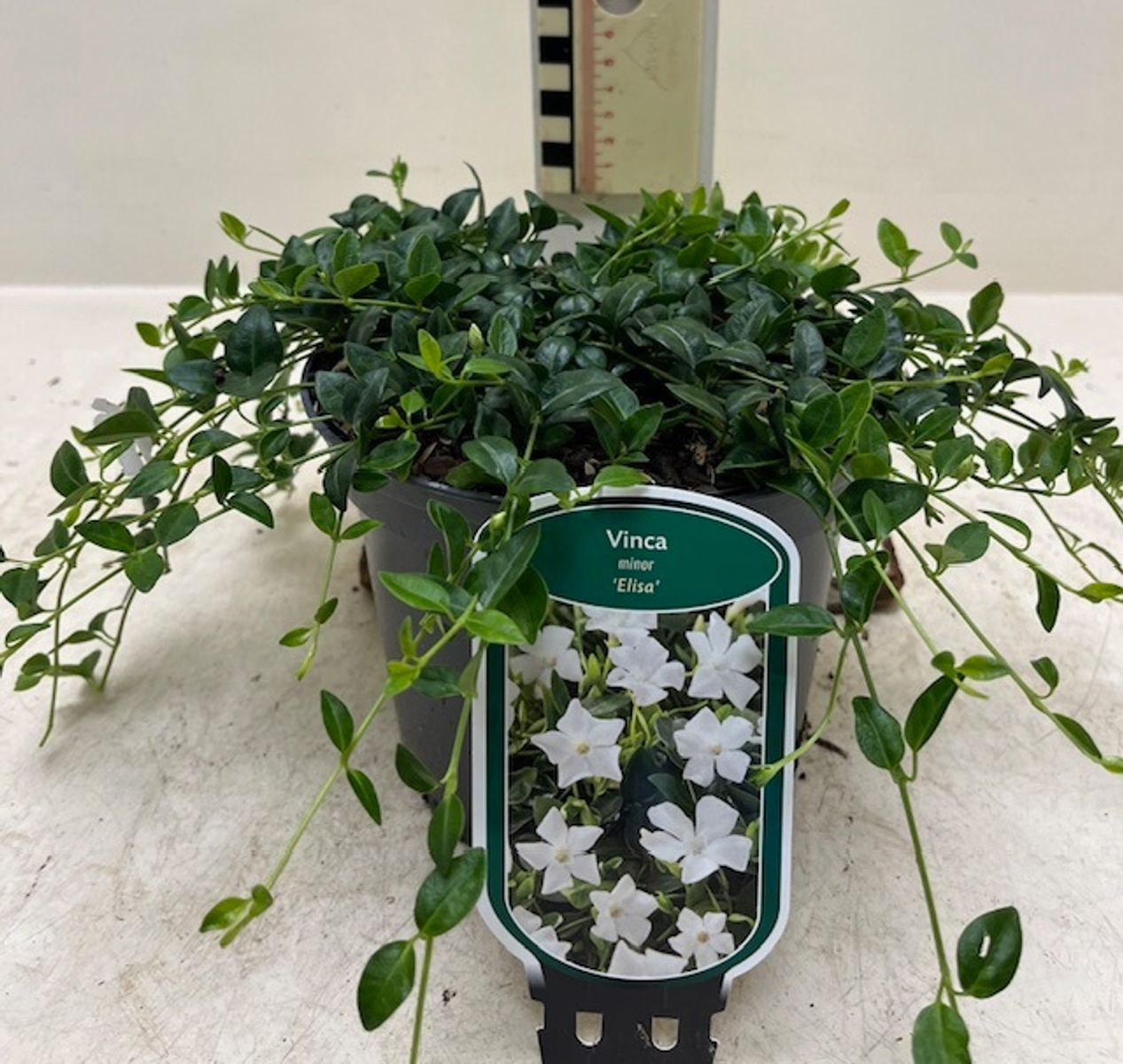 Vinca minor 'Elisa' — Plant Wholesale FlorAccess