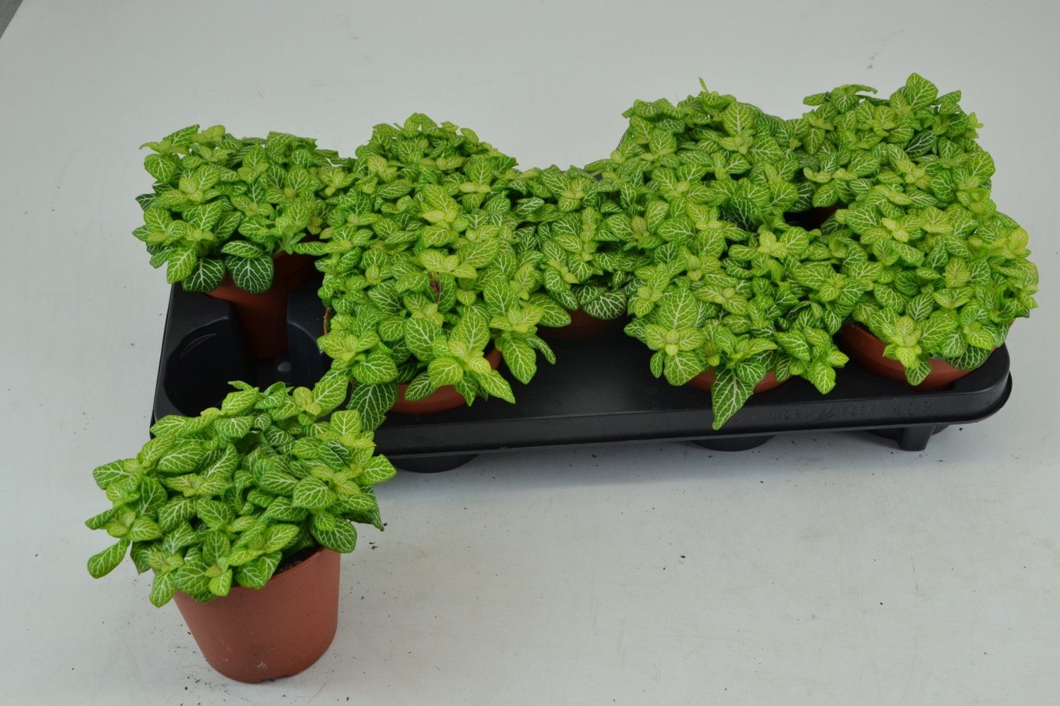 Fittonia Verschaffeltii Joly Lemon Plant Wholesale FlorAccess