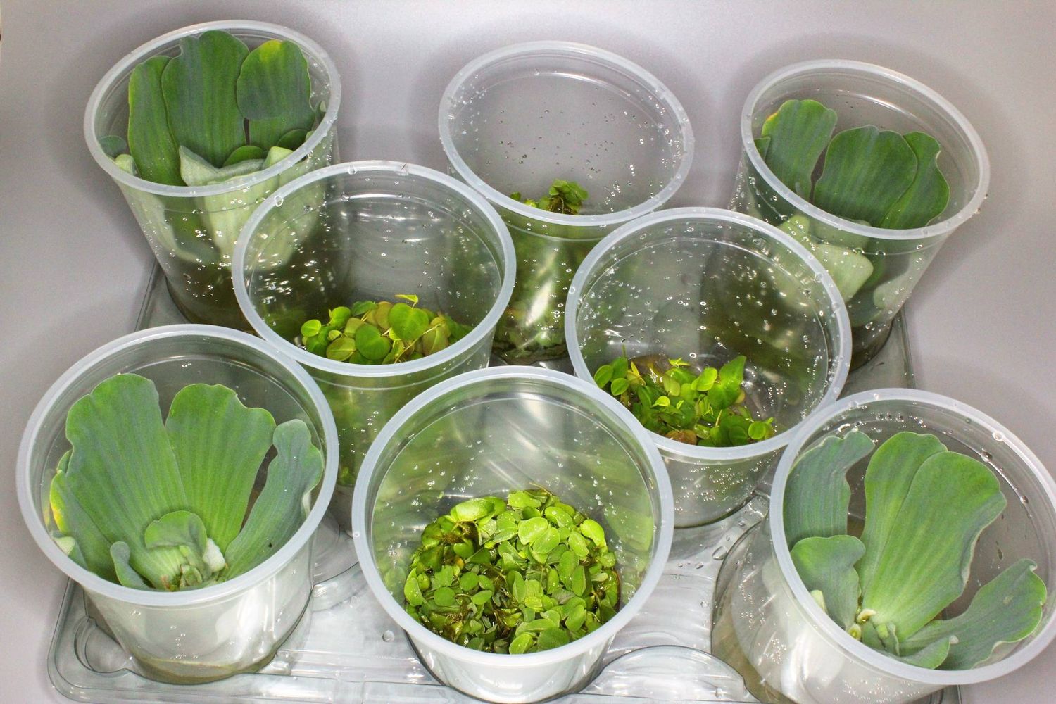 Aquatic plants FLOATING MIX — Plant Wholesale FlorAccess