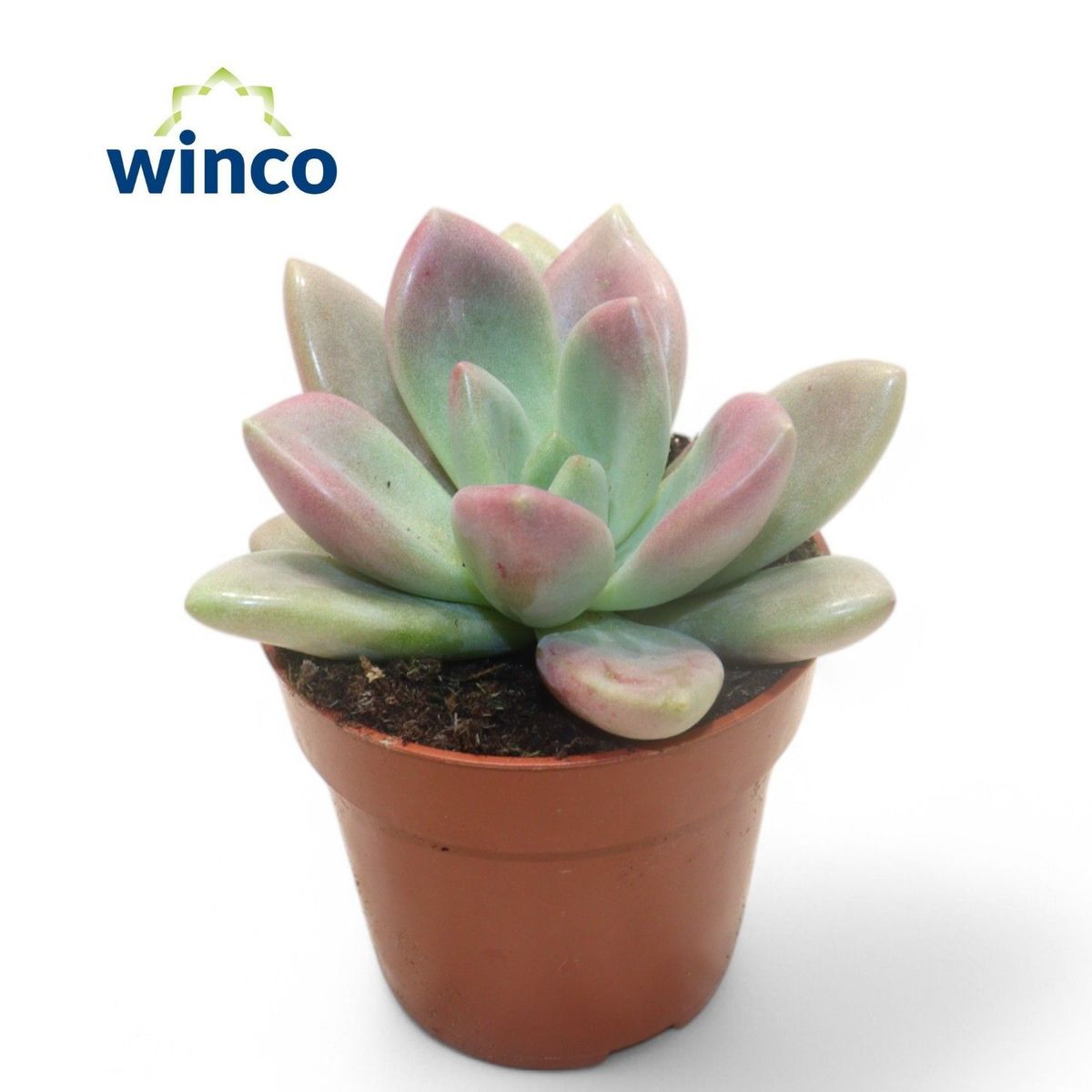 x Graptoveria 'Rosie Crow' — Plant Wholesale FlorAccess