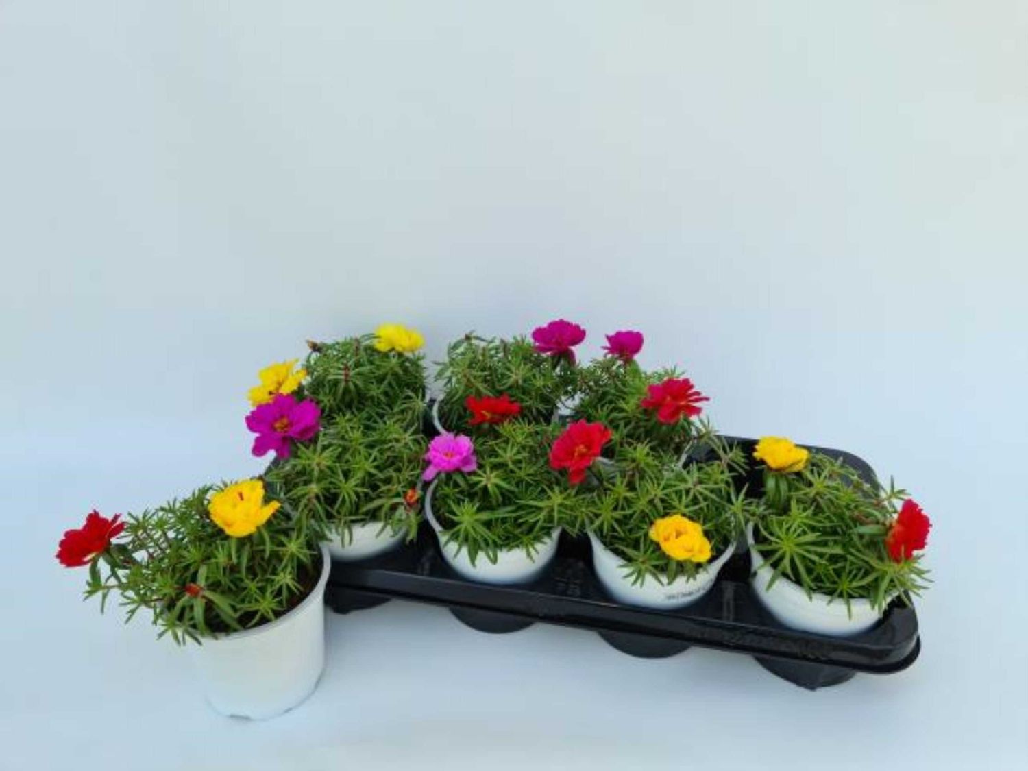 Portulaca grandiflora MIX — Plant Wholesale FlorAccess