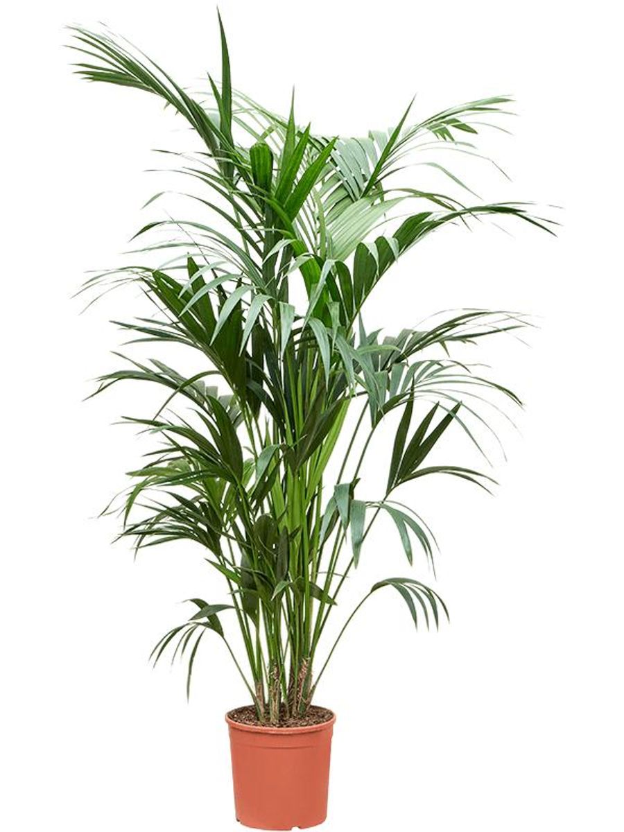 Howea forsteriana — Plant Wholesale FlorAccess