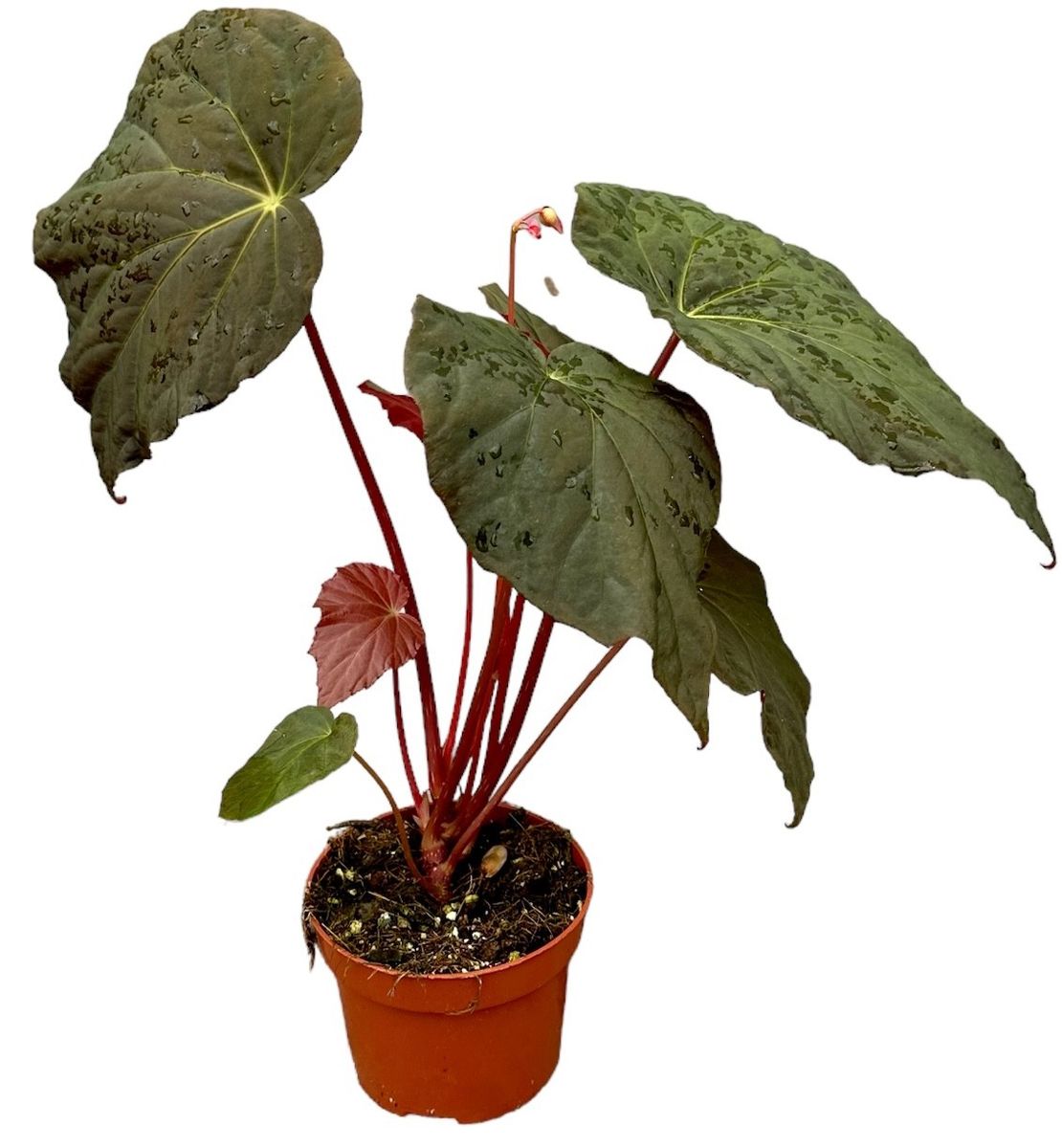 Begonia pavonina — Plant Wholesale FlorAccess