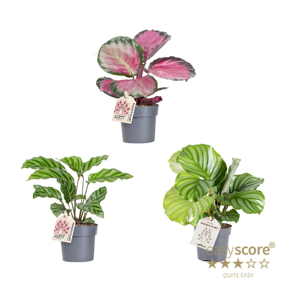 Calathea MIX — Mayorista de plantas FlorAccess