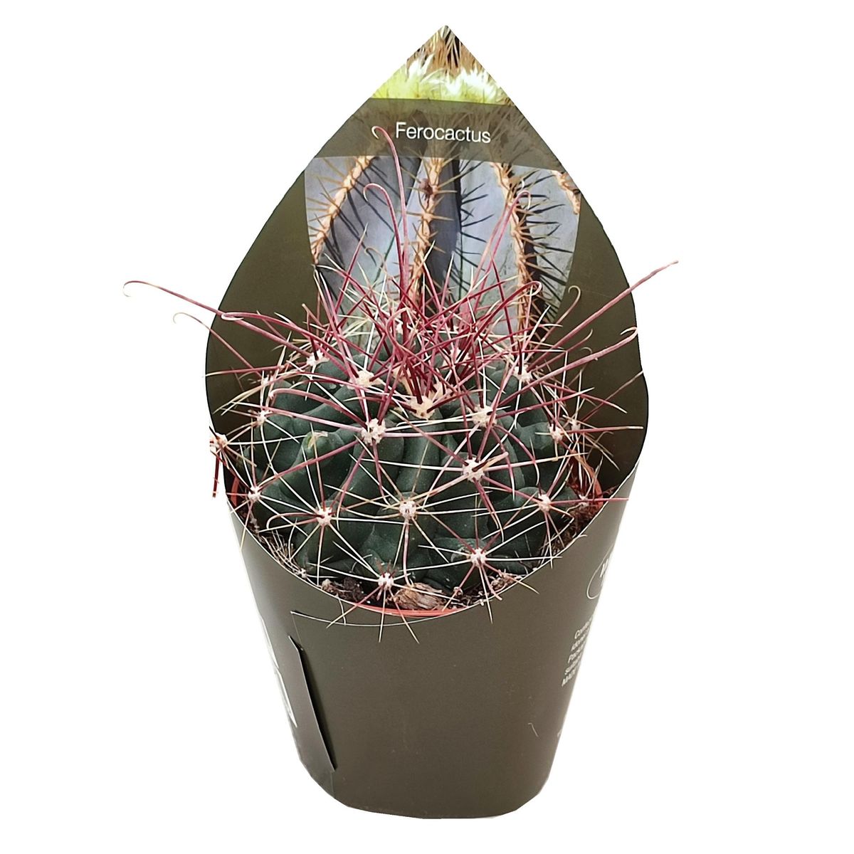 Ferocactus hamatacanthus — Plant Wholesale FlorAccess