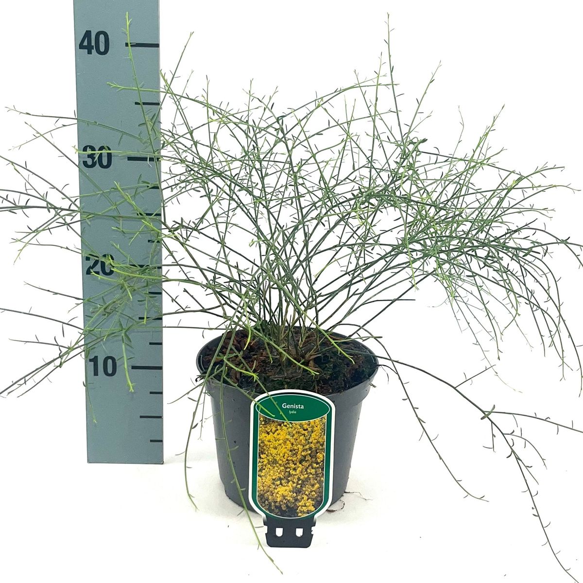 Genista lydia — Plant Wholesale FlorAccess