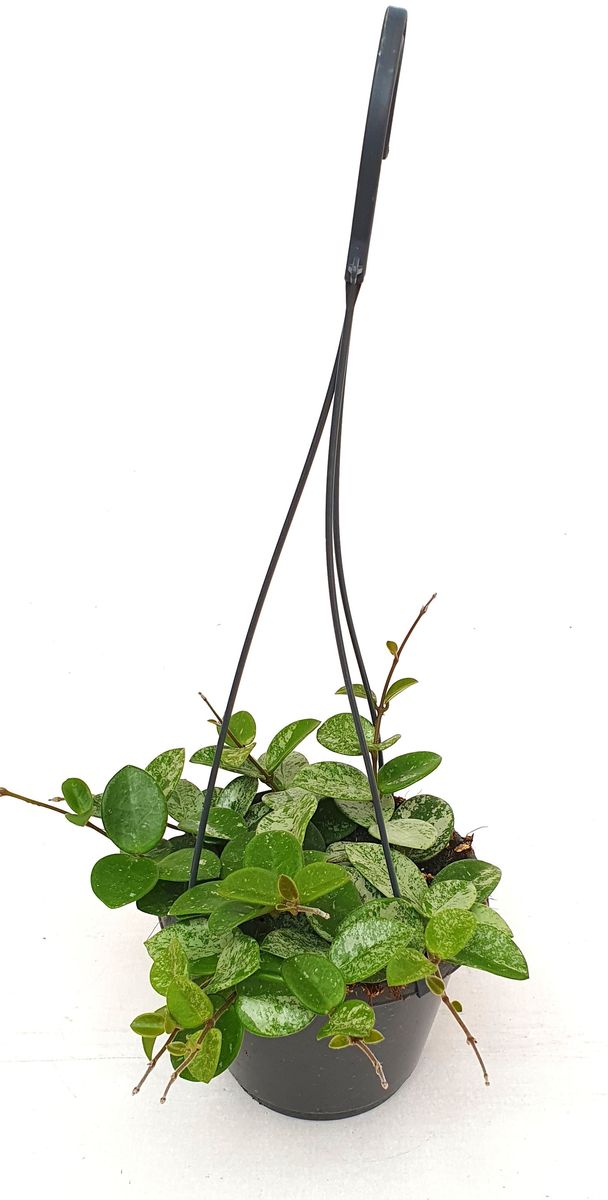 Hoya 'Mathilde Splash' — Plant Wholesale FlorAccess