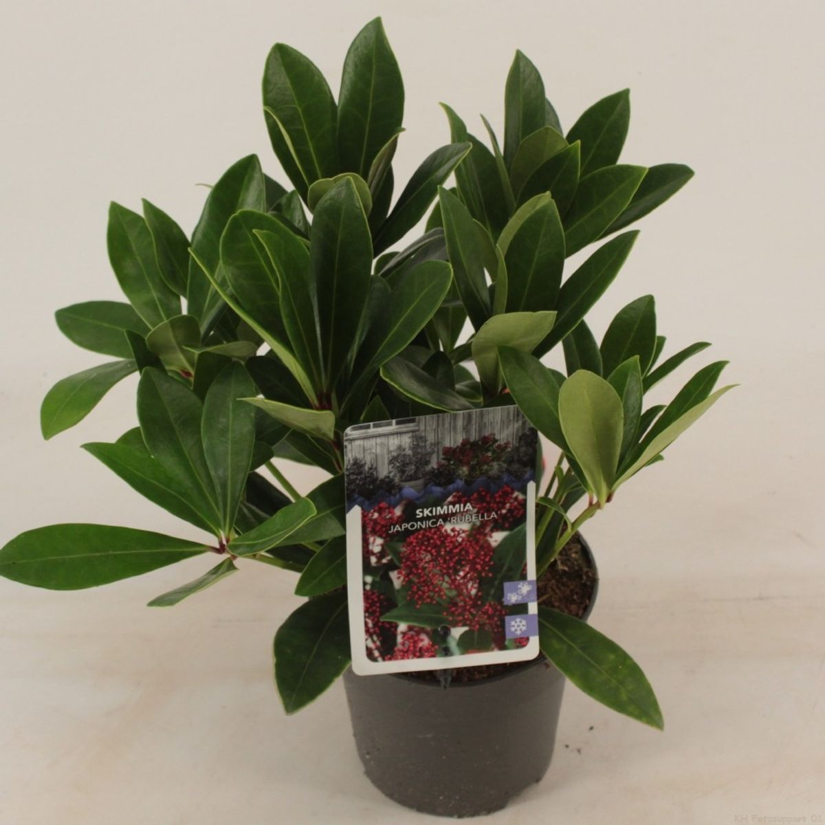 Skimmia japonica 'Rubella' — Plant Wholesale FlorAccess