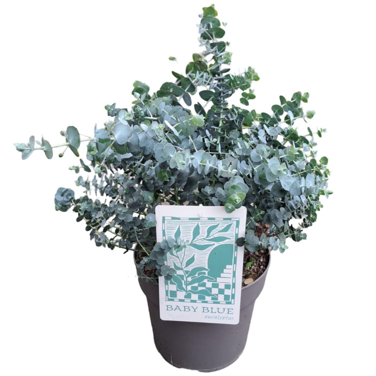 Eucalyptus pulverulenta 'Baby Blue' — Plant Wholesale FlorAccess