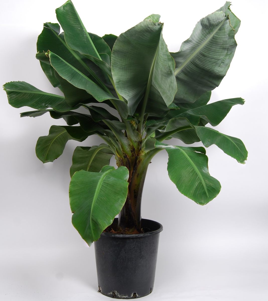 Musa 'Dwarf Cavendish' — Plant Wholesale FlorAccess