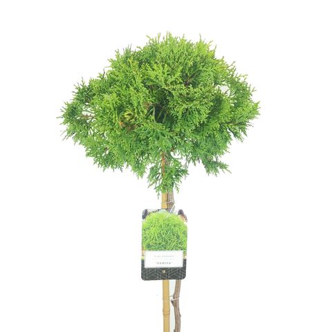 Thuja occidentalis 'Danica' — Plant Wholesale FlorAccess